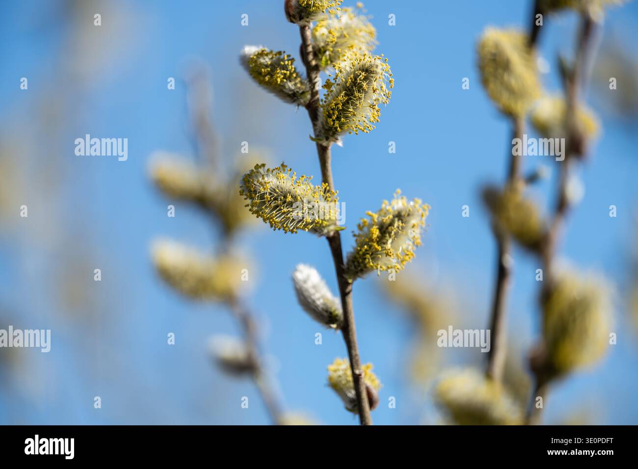 13 March 2026, Baden-Württemberg, Rottweil: Willow catkins bloom on a ...