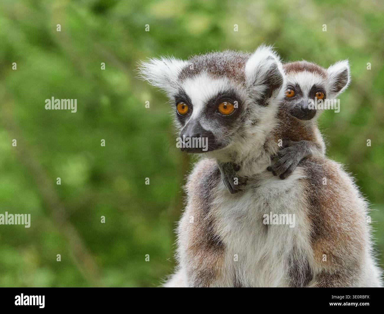 Lemur baby hi-res stock photography and images - Alamy