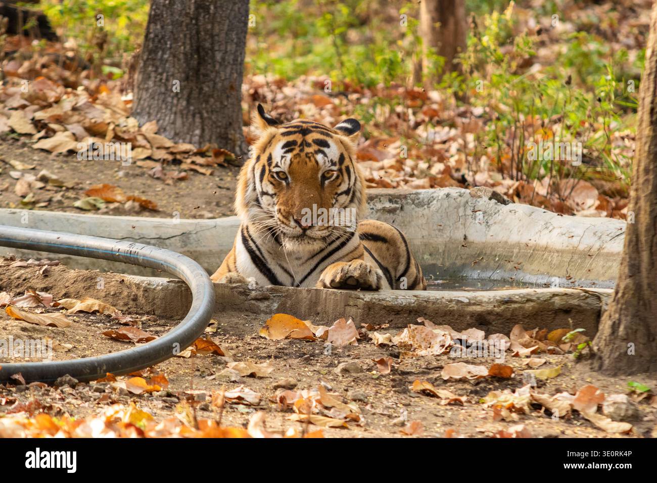 Male Bengal or Indian Tiger lying in a concrete waterhole in Kanha ...