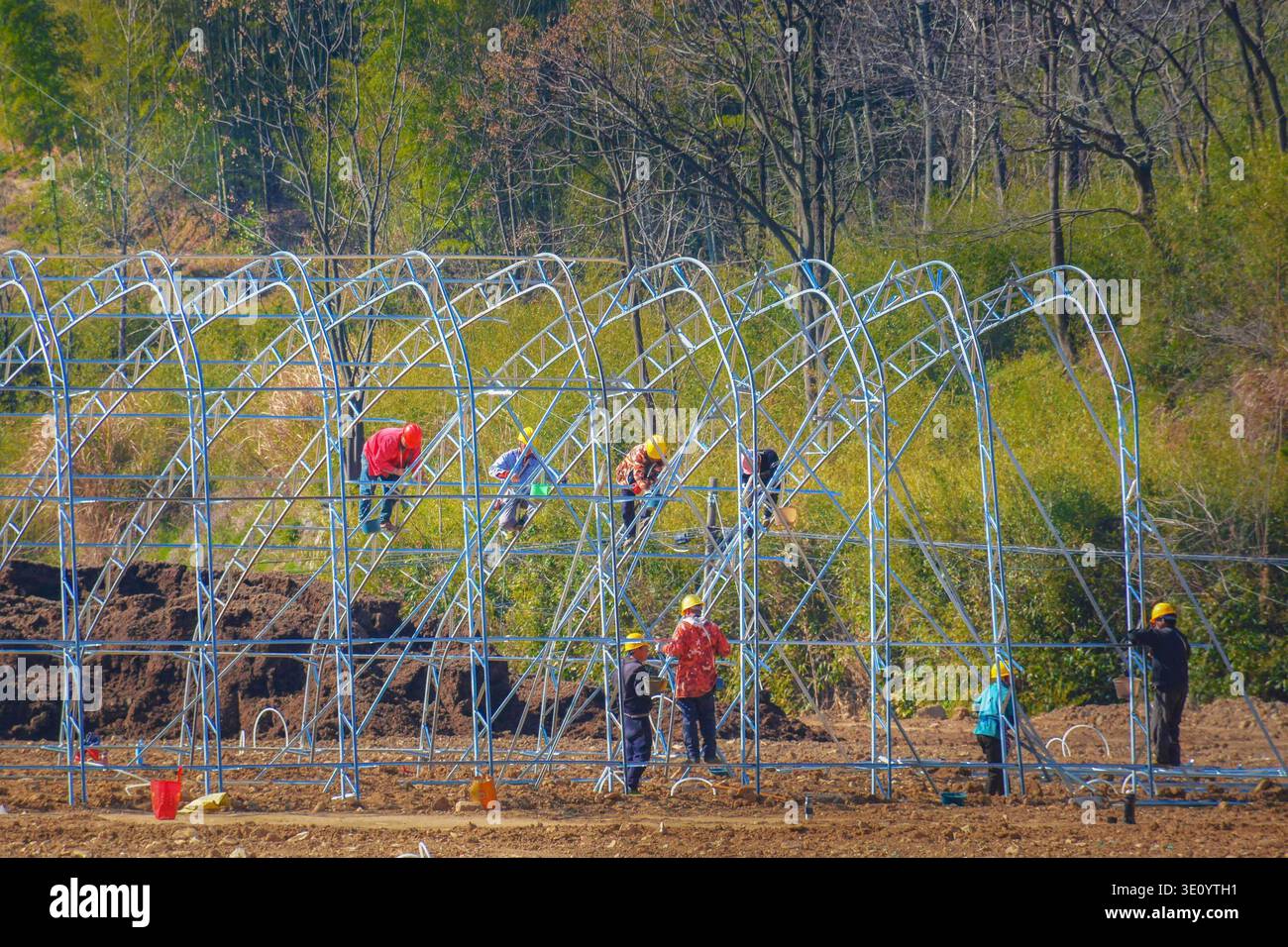 Workers collaborate in building a greenhouse at a vegetables plantation ...