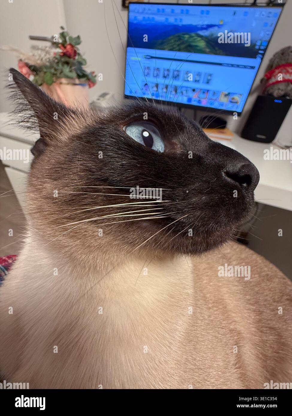 Funny siamese cat lounges hi-res stock photography and images - Alamy