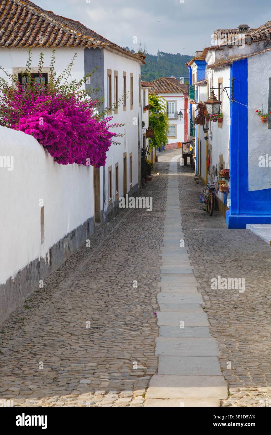 A Beautiful flamboyant tree on a white wall of a typical portuguese ...
