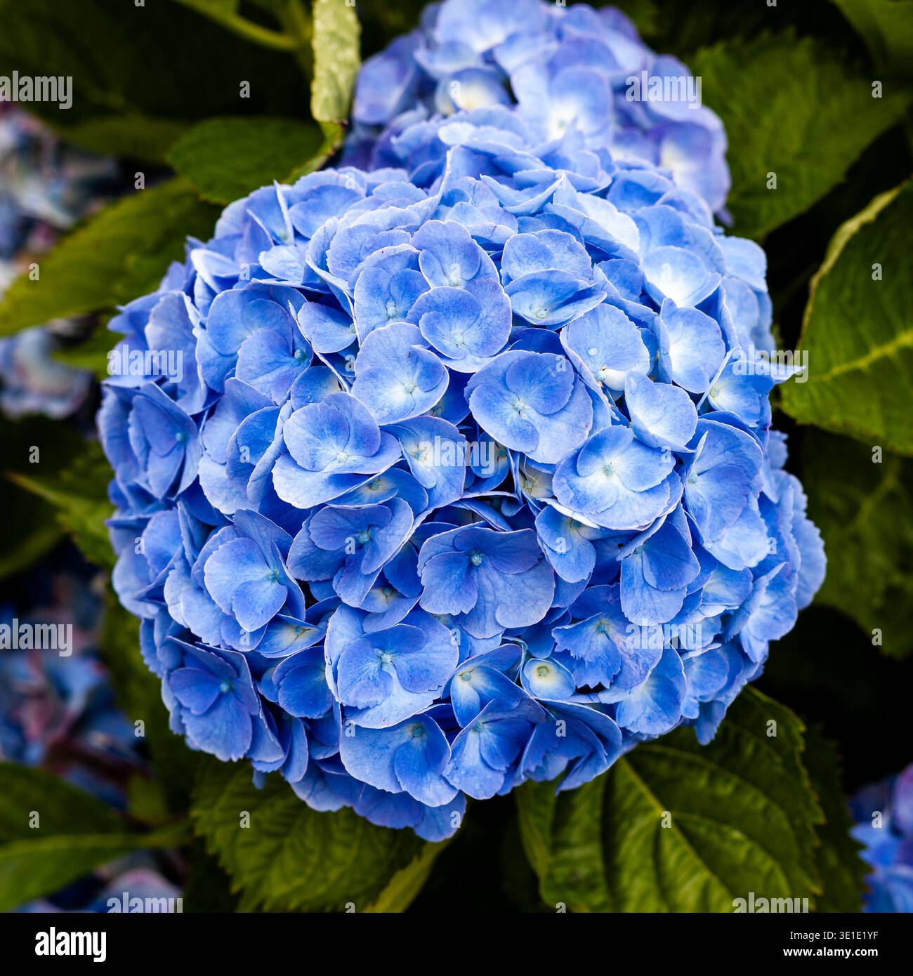 Blue hydrangea bloom in a lush green garden. Sete Cidades, Sao Miguel ...