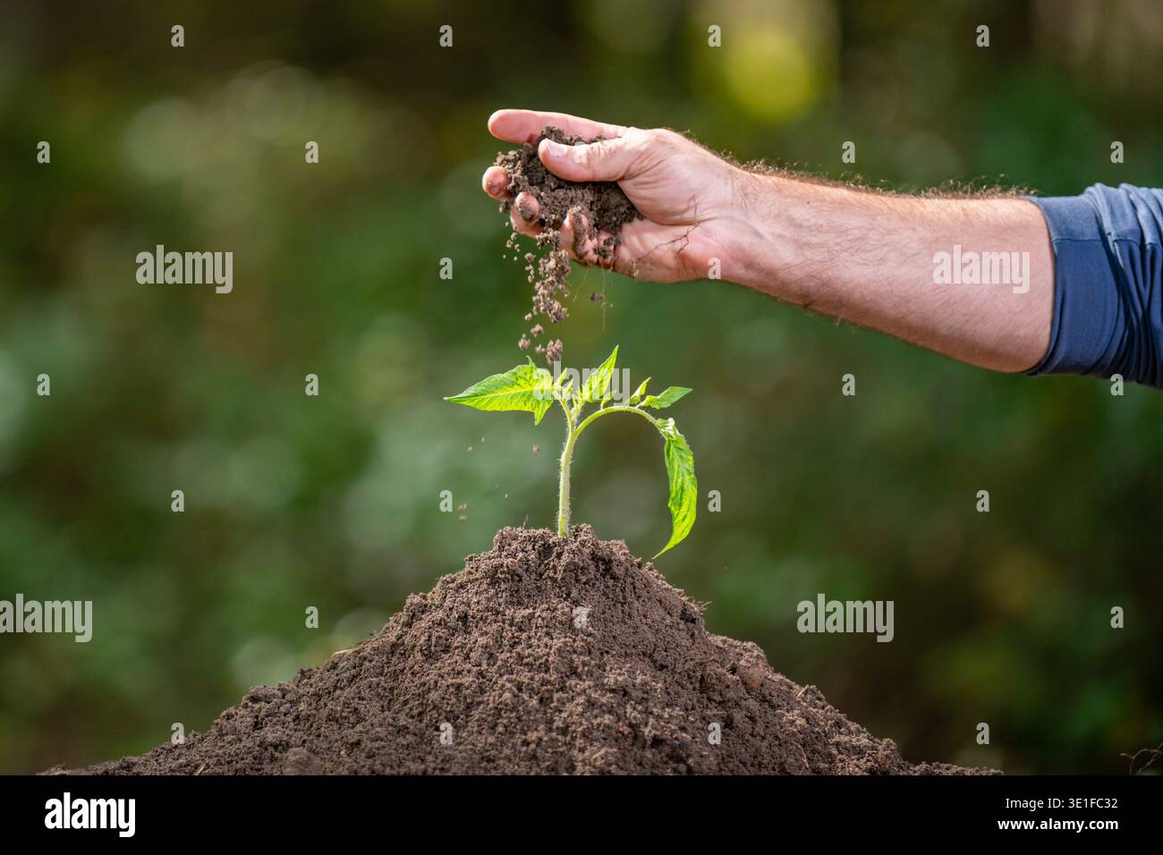 Hands cradle plant above soil environment ground. Hands root plant ...