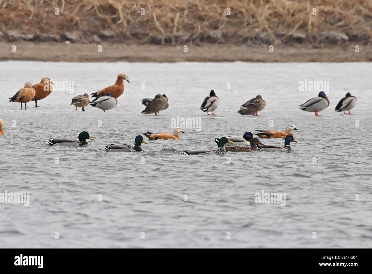 **CHINESE MAINLAND, HONG KONG, MACAU AND TAIWAN OUT**Water birds fly ...