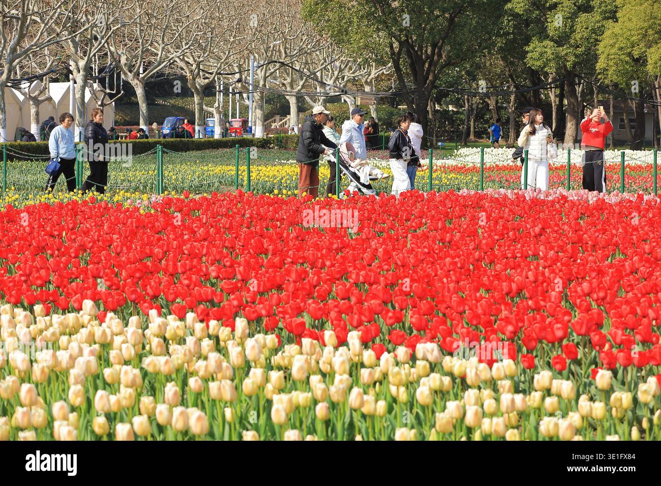 Visitors enjoy tulips at Daning Park in Shanghai, China, 13 March, 2026 ...