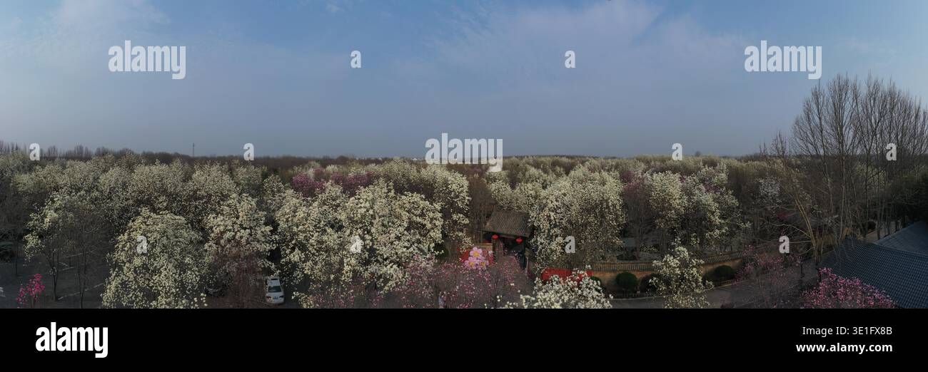 Aerial photo shows magnolias blooming in Tangyun Garden, Yanling County ...