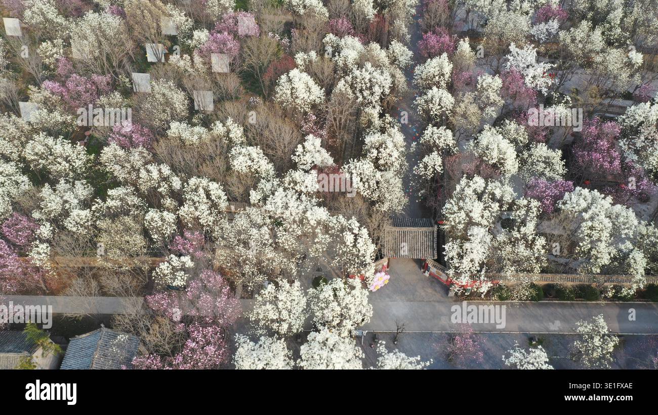 Aerial photo shows magnolias blooming in Tangyun Garden, Yanling County ...