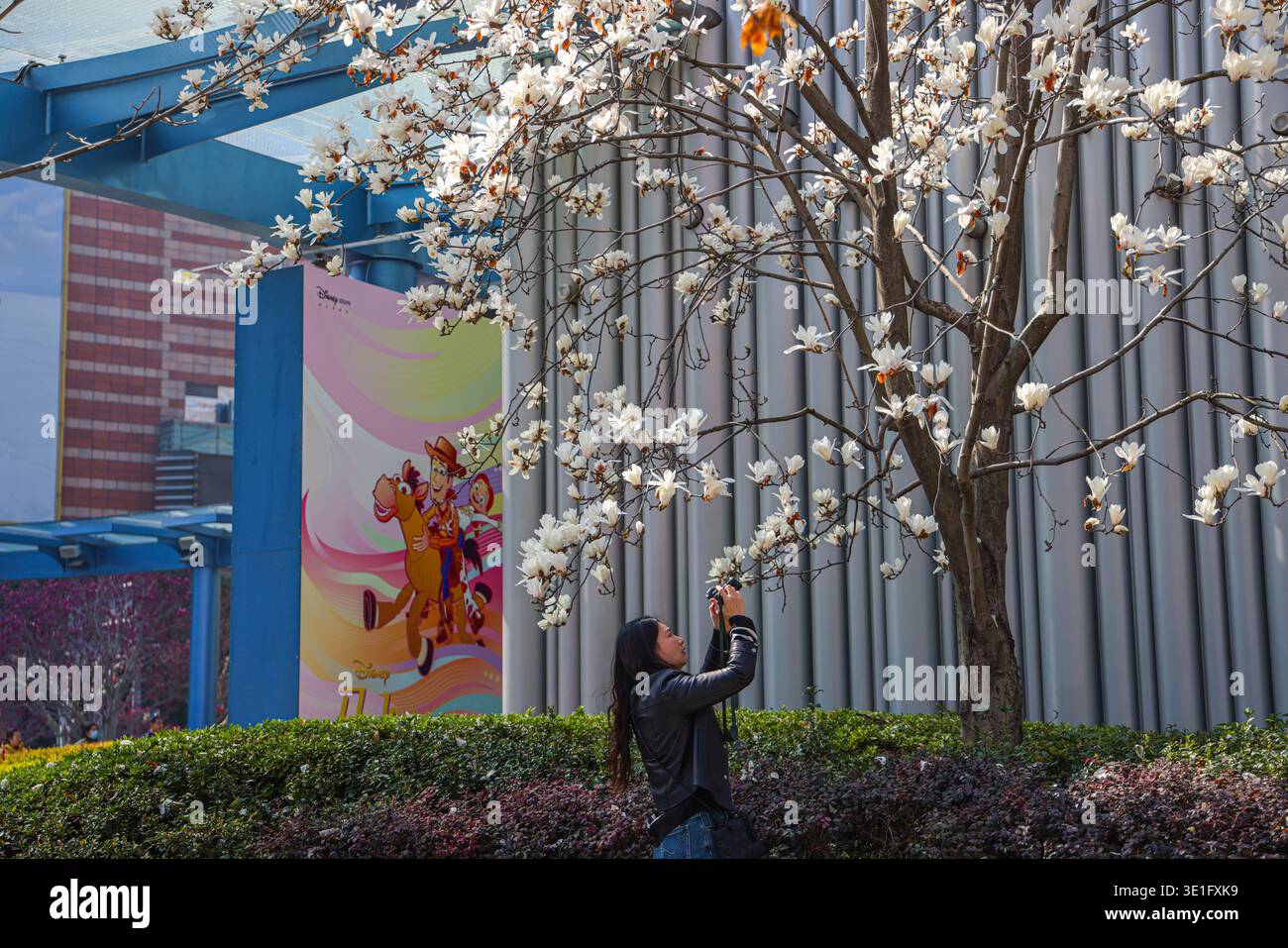 Magnolias bloom at Lujiazui Roundabout in Shanghai, China, 13 March ...