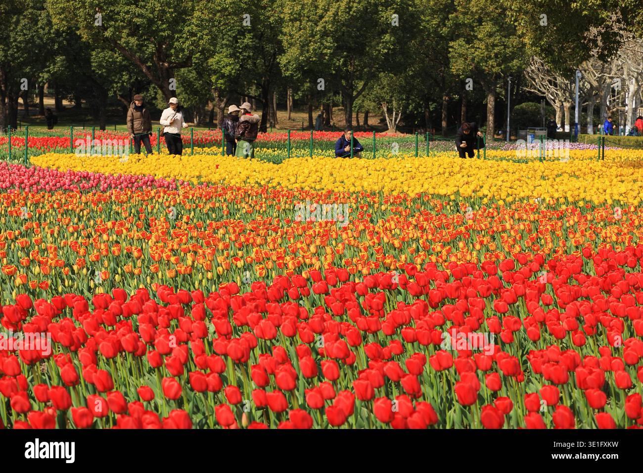 Visitors enjoy tulips at Daning Park in Shanghai, China, 13 March, 2026 ...