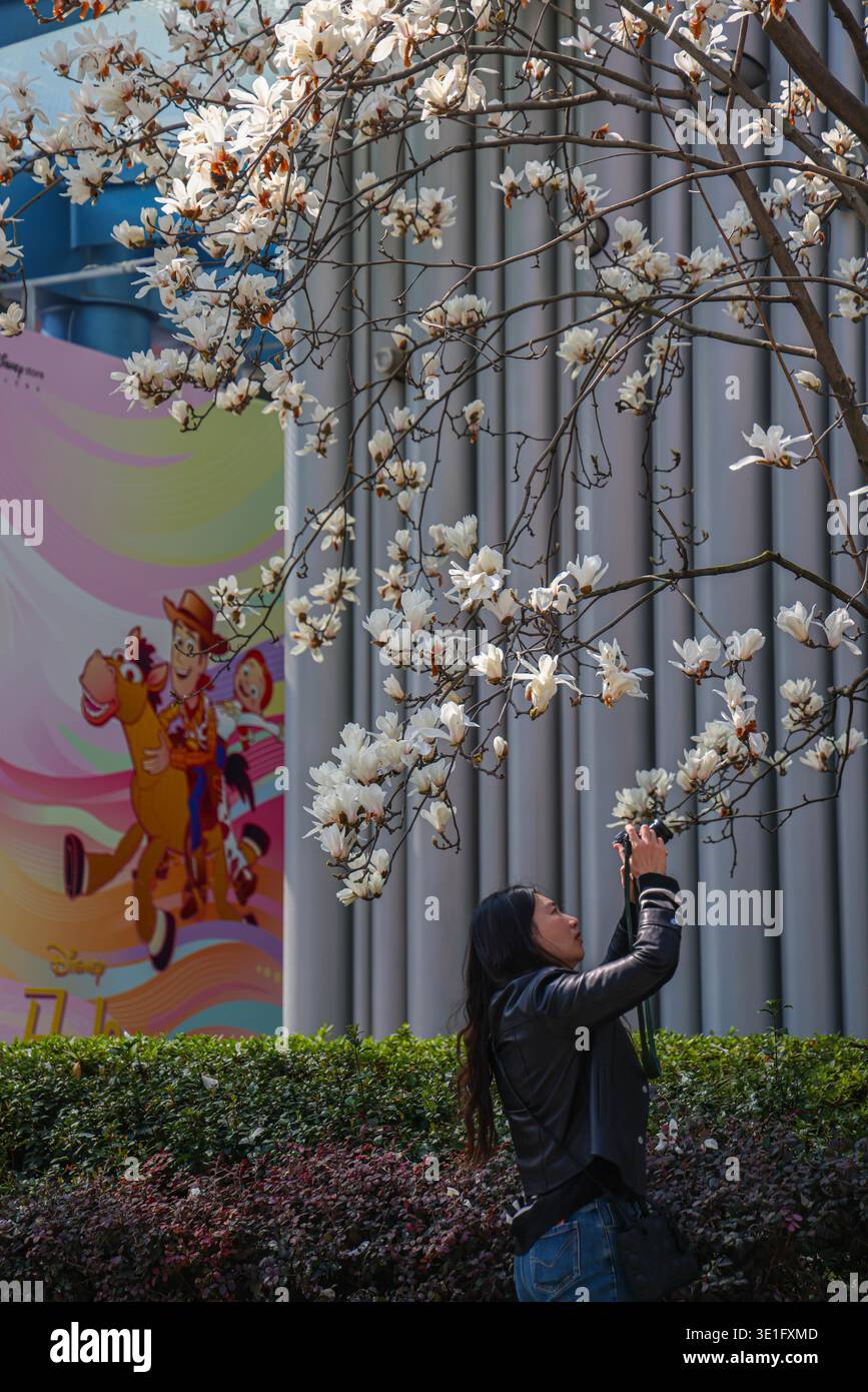 Magnolias bloom at Lujiazui Roundabout in Shanghai, China, 13 March ...