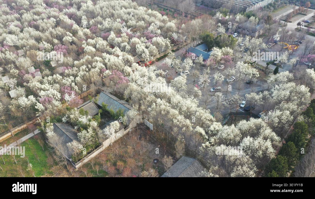 Aerial photo shows magnolias blooming in Tangyun Garden, Yanling County ...