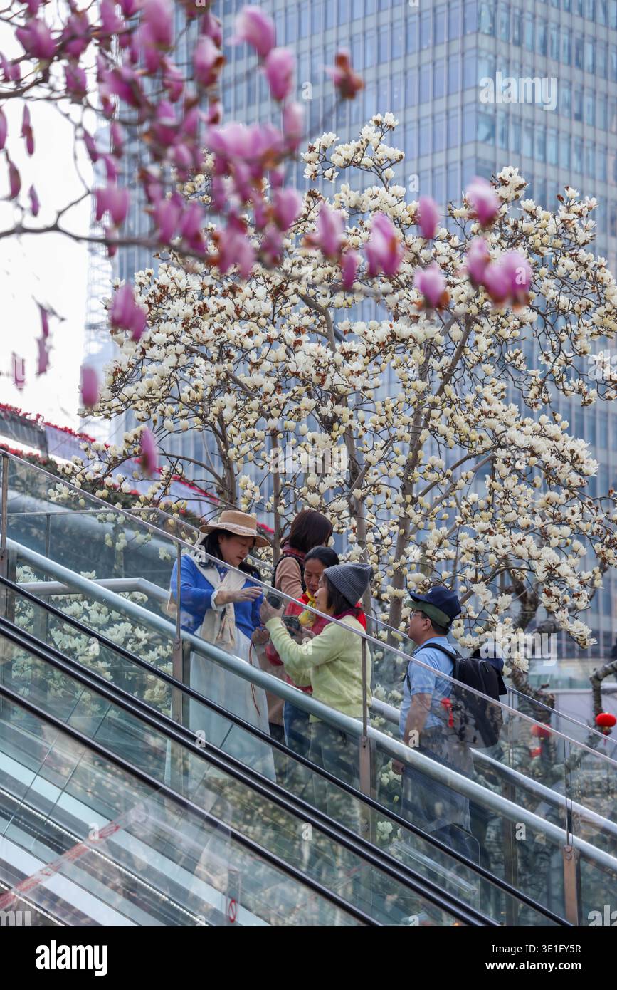 Magnolias bloom at Lujiazui Roundabout in Shanghai, China, 13 March ...