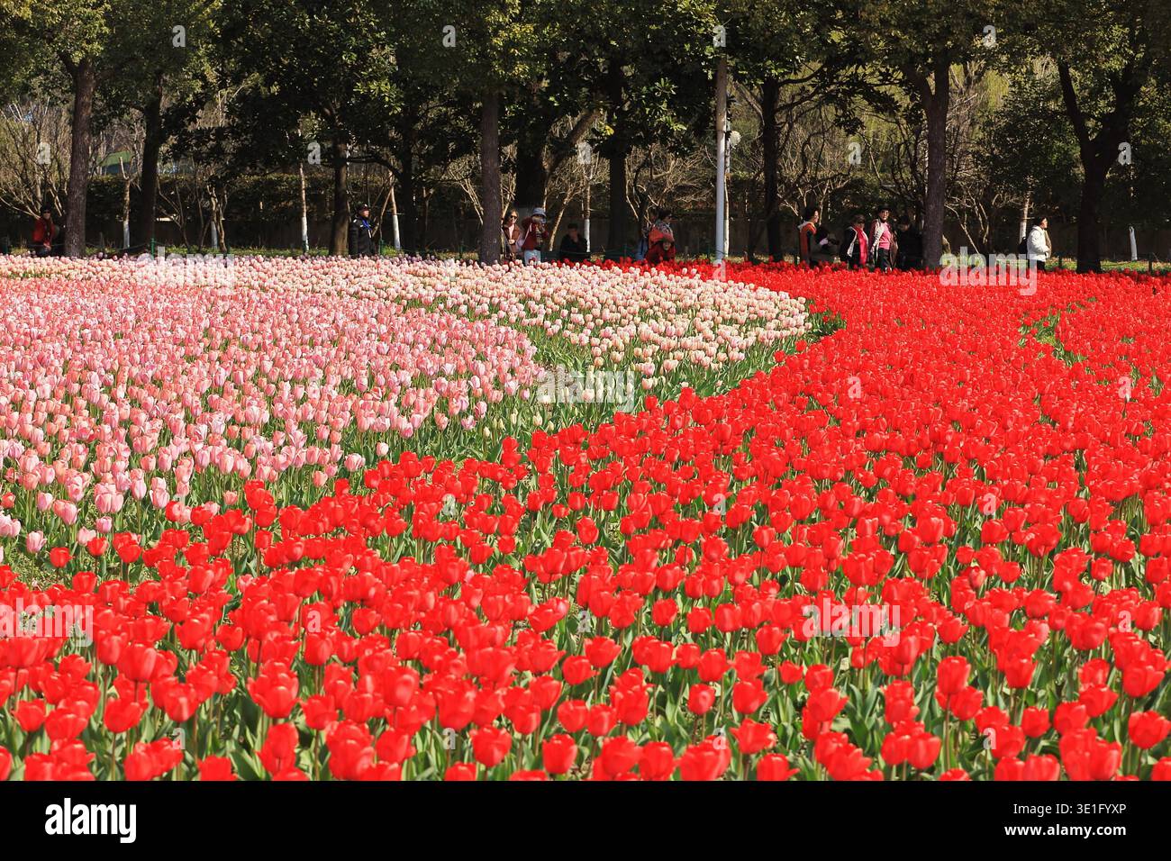 Visitors enjoy tulips at Daning Park in Shanghai, China, 13 March, 2026 ...