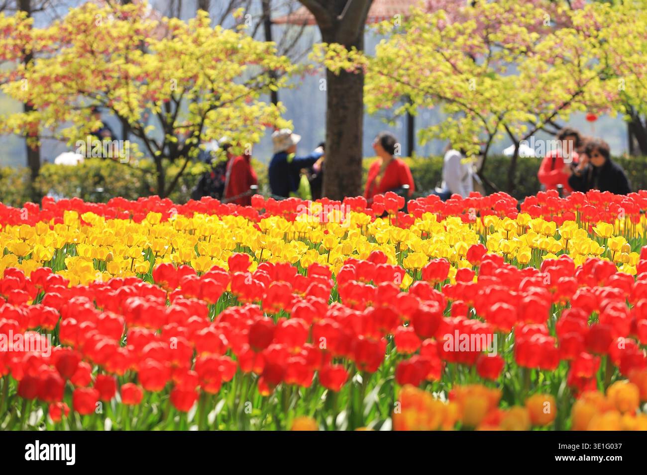 Visitors enjoy tulips at Daning Park in Shanghai, China, 13 March, 2026 ...