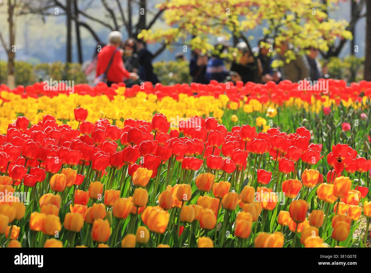 Visitors enjoy tulips at Daning Park in Shanghai, China, 13 March, 2026 ...