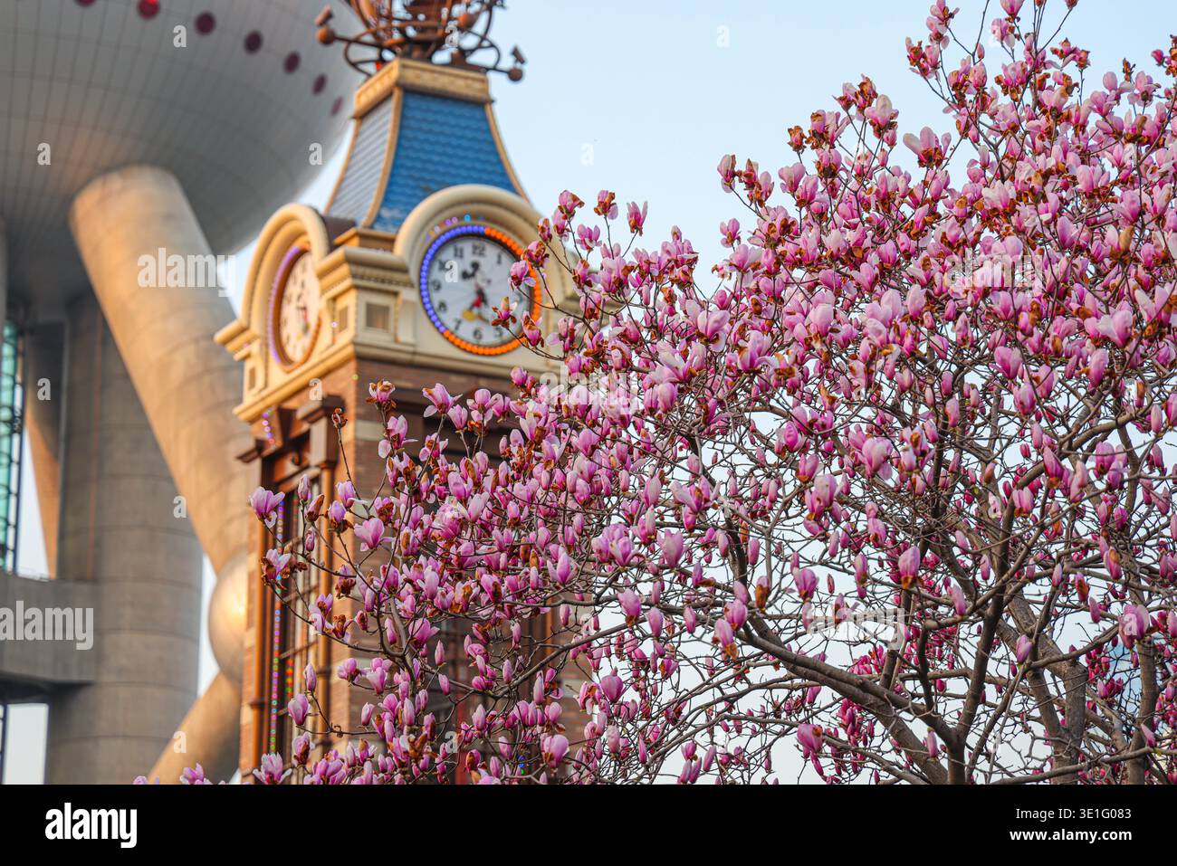 Magnolias bloom at Lujiazui Roundabout in Shanghai, China, 13 March ...