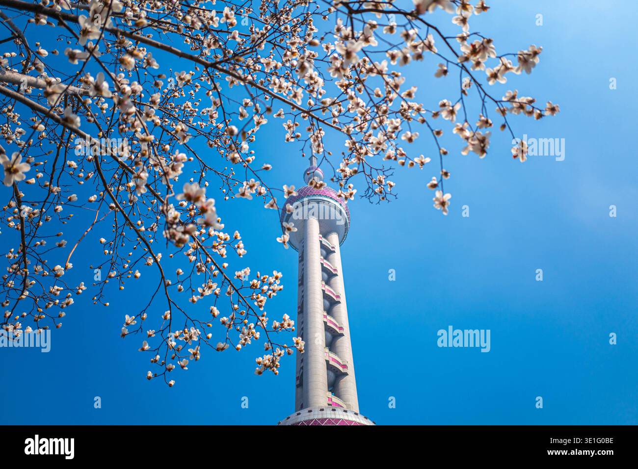 Magnolias bloom at Lujiazui Roundabout in Shanghai, China, 13 March ...