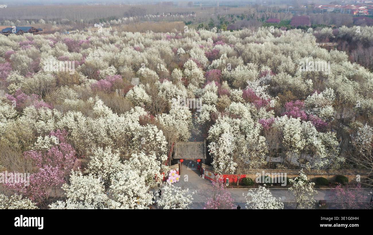 Aerial photo shows magnolias blooming in Tangyun Garden, Yanling County ...