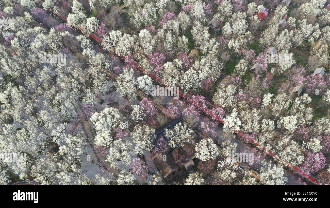 Aerial photo shows magnolias blooming in Tangyun Garden, Yanling County ...