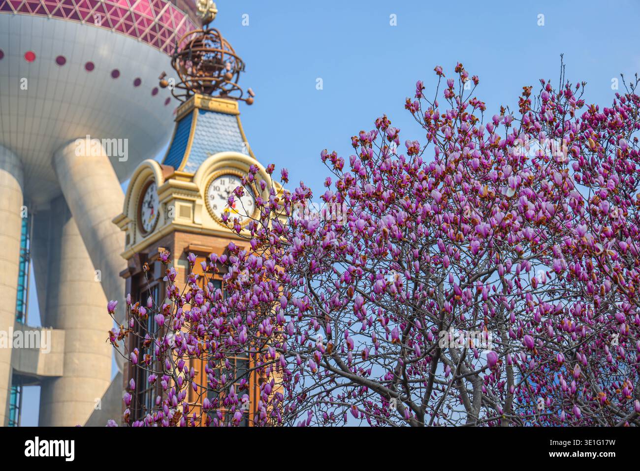 Magnolias bloom at Lujiazui Roundabout in Shanghai, China, 13 March ...
