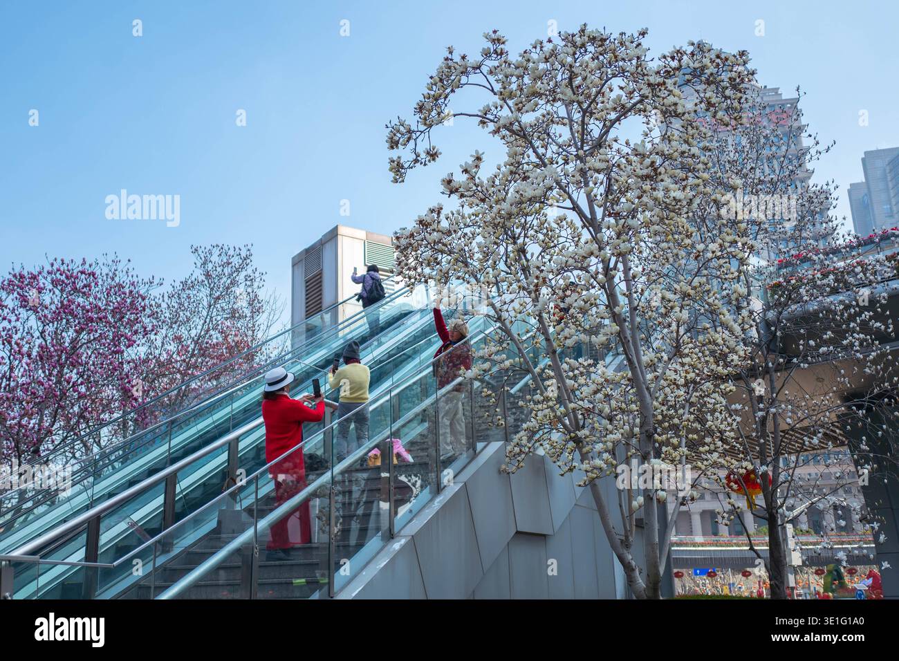 Magnolias bloom at Lujiazui Roundabout in Shanghai, China, 13 March ...