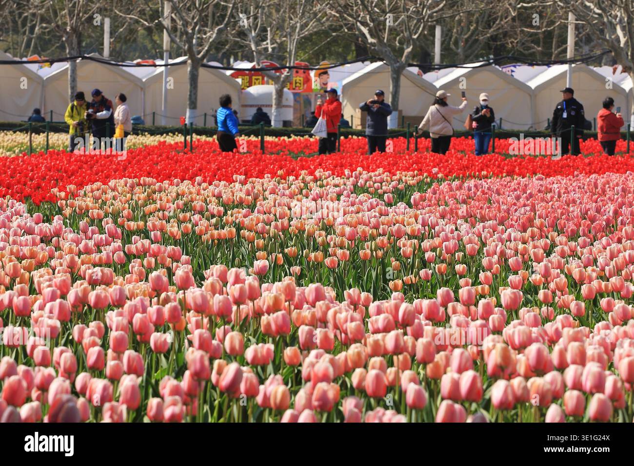 Visitors enjoy tulips at Daning Park in Shanghai, China, 13 March, 2026 ...