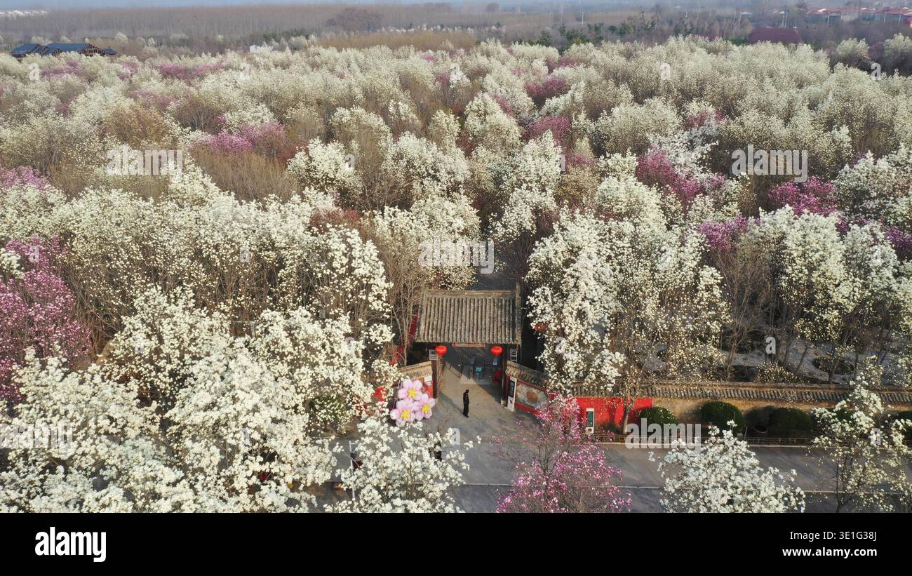 Aerial photo shows magnolias blooming in Tangyun Garden, Yanling County ...