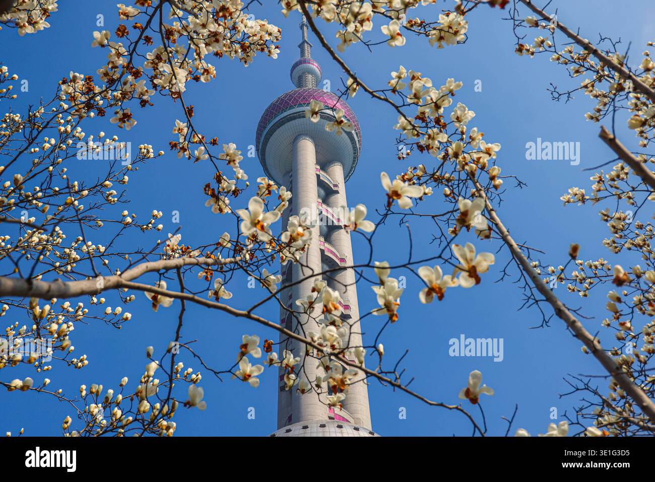 Magnolias bloom at Lujiazui Roundabout in Shanghai, China, 13 March ...