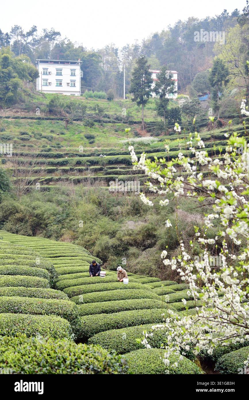 Farmers harvest spring tea at a tea plantation in Jingangcheng Village ...
