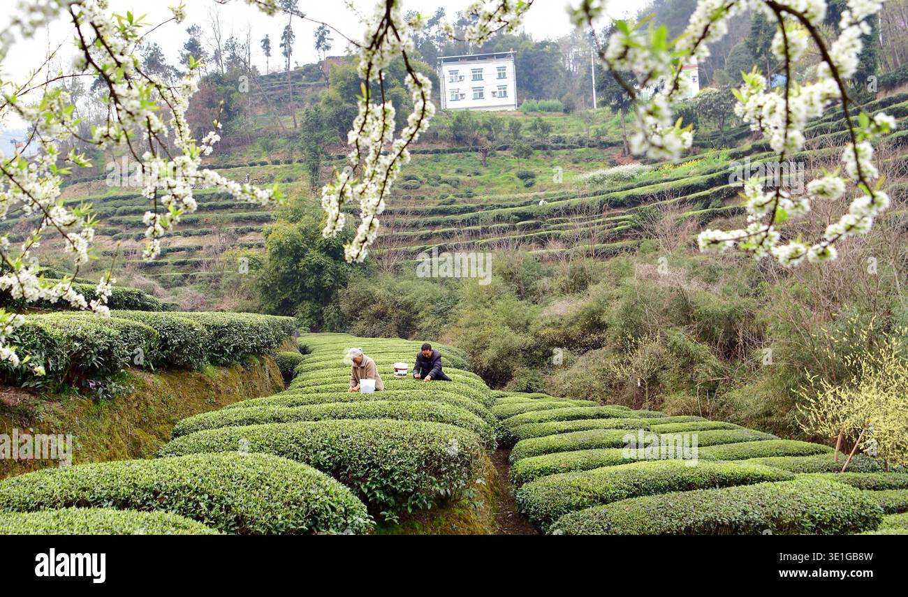 Farmers harvest spring tea at a tea plantation in Jingangcheng Village ...