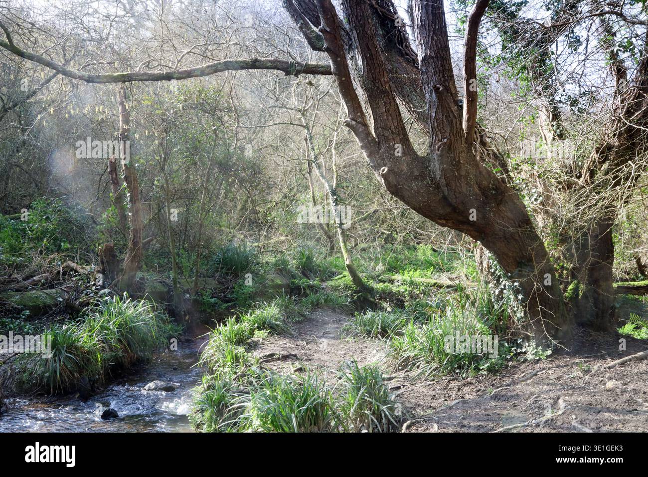 Ham Brppk, Ham Woods Plymouth. magical local nature reserve Stock Photo ...