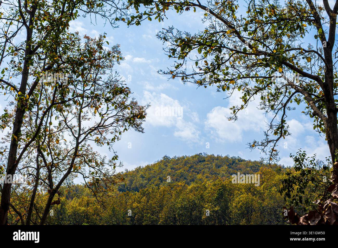 Calm canopy hi-res stock photography and images - Alamy