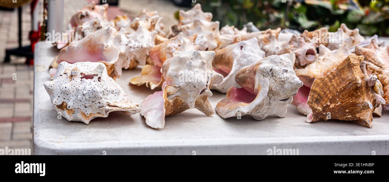 Sea Shells on display at a craft market Stock Photo - Alamy