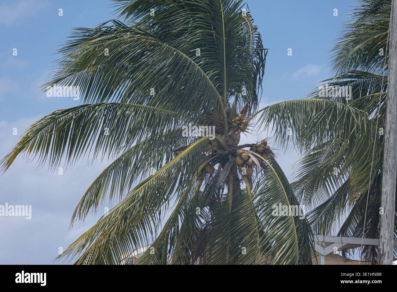 Palm trees on the seacoast beach Stock Photo - Alamy