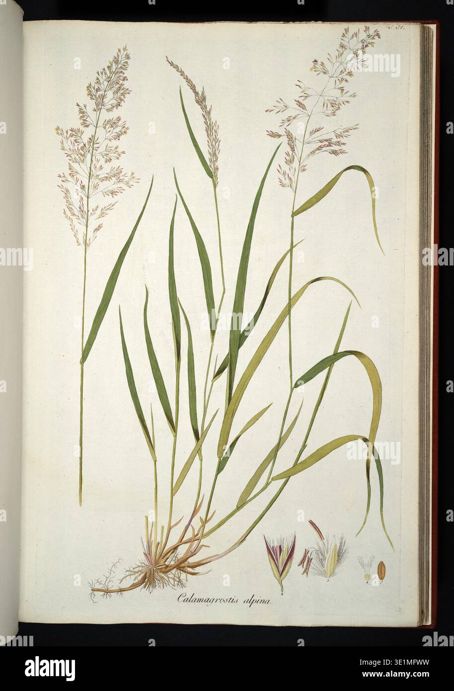 Illustration of Calamagrostis villosa, a perennial grass species native ...