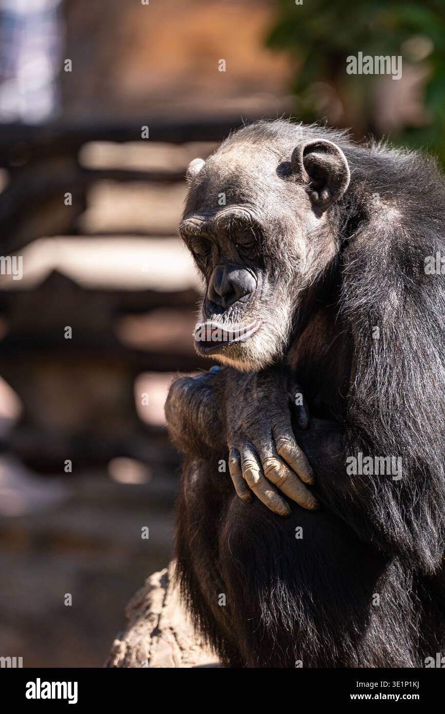 Monkey lips hi-res stock photography and images - Alamy