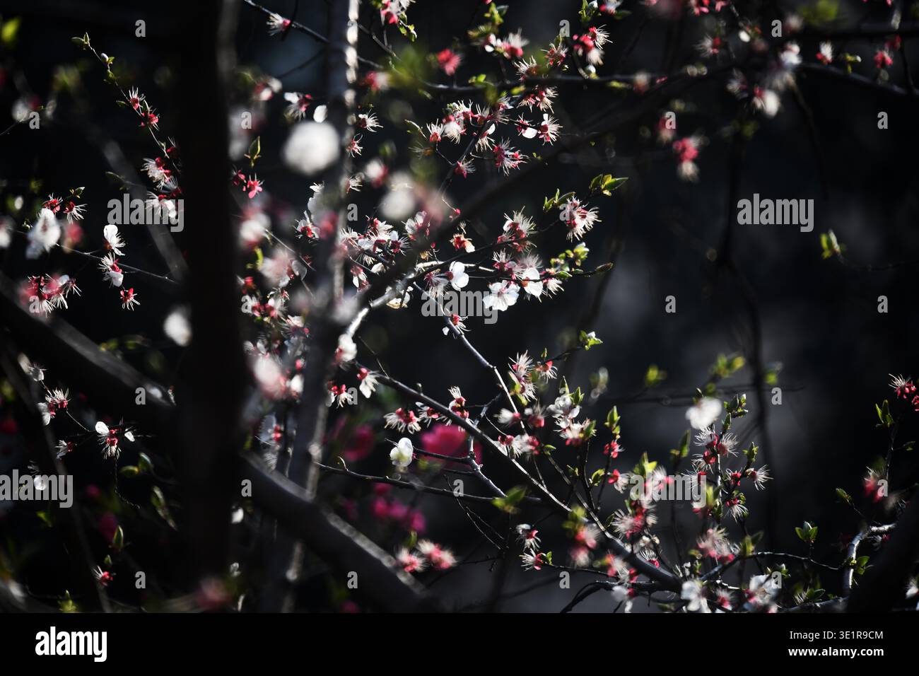Flowers bloom in Pihe National Wetland Park, Yu'an District, Lu'an City ...