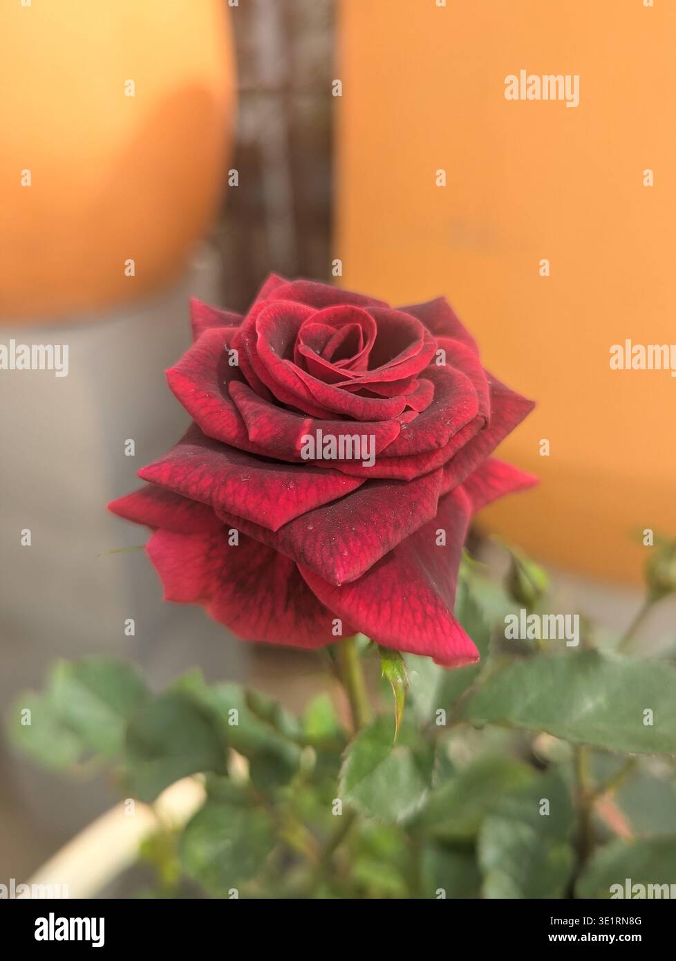 Romantic red aesthetic hi-res stock photography and images - Alamy