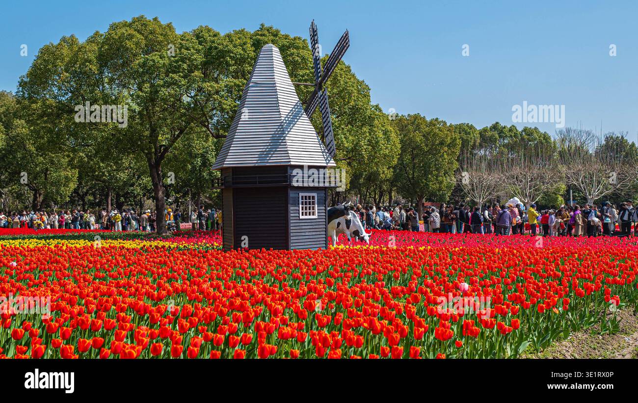 Visitors admire blooming tulips at Daning Park in Shanghai, China, 14 ...