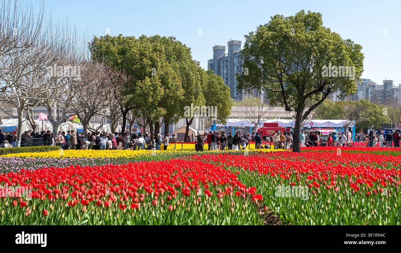 Visitors admire blooming tulips at Daning Park in Shanghai, China, 14 ...