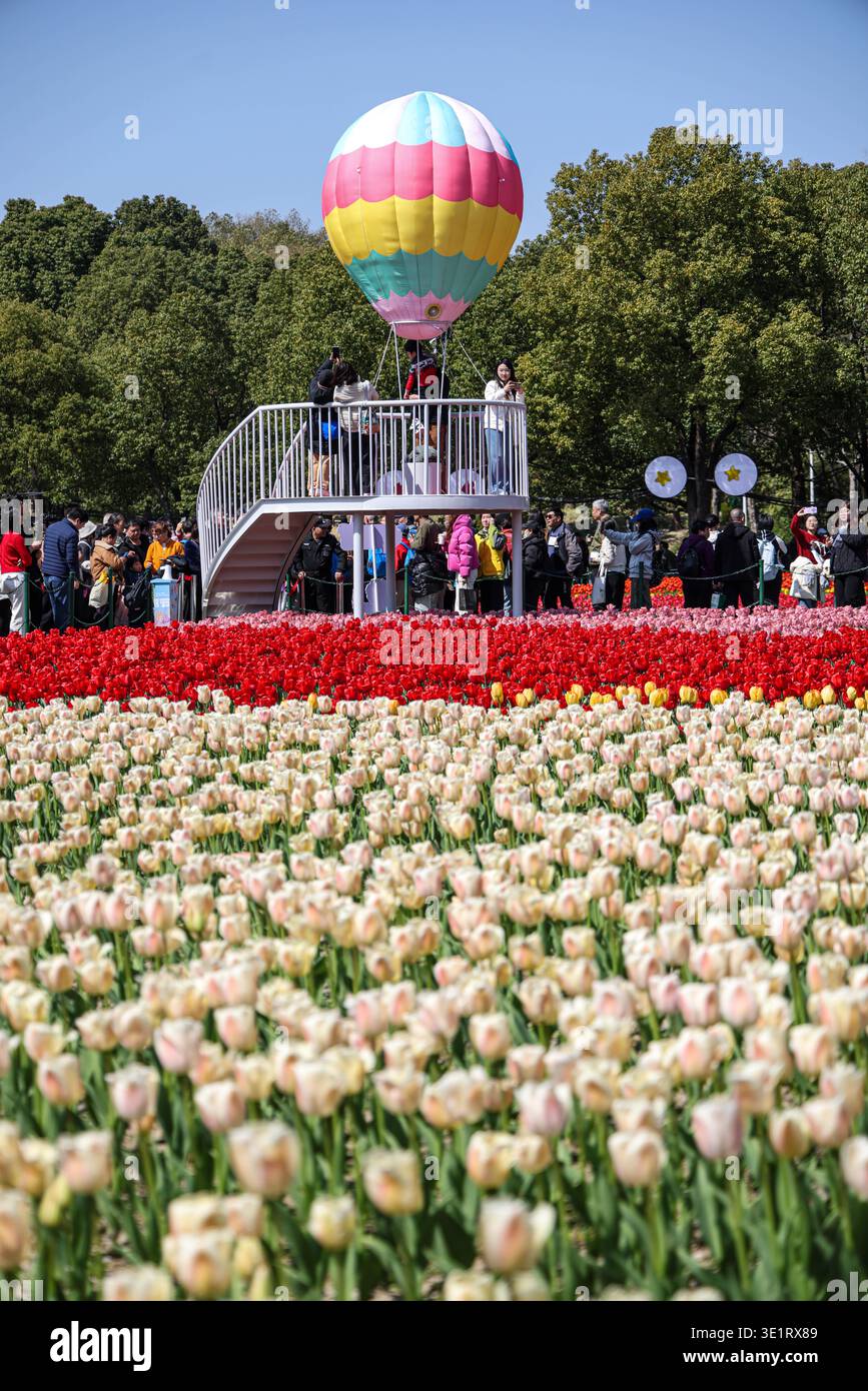 Visitors admire blooming tulips at Daning Park in Shanghai, China, 14 ...