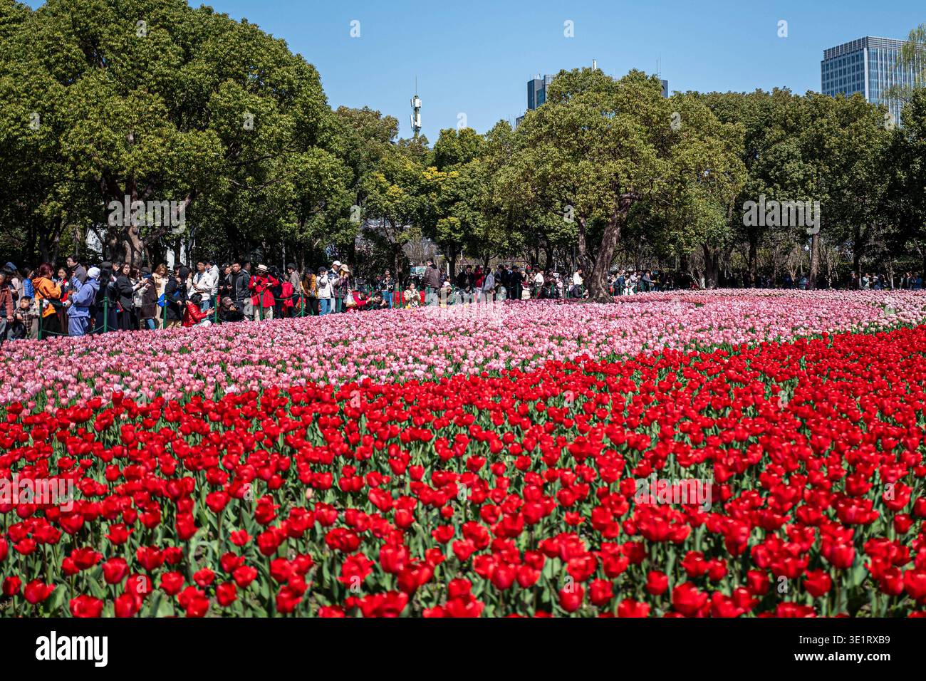 Visitors admire blooming tulips at Daning Park in Shanghai, China, 14 ...