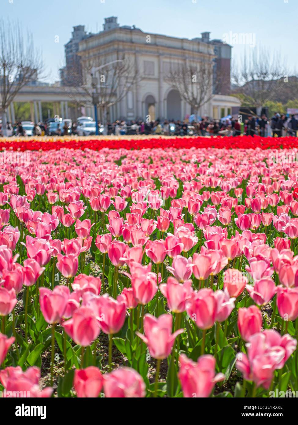 Visitors admire blooming tulips at Daning Park in Shanghai, China, 14 ...
