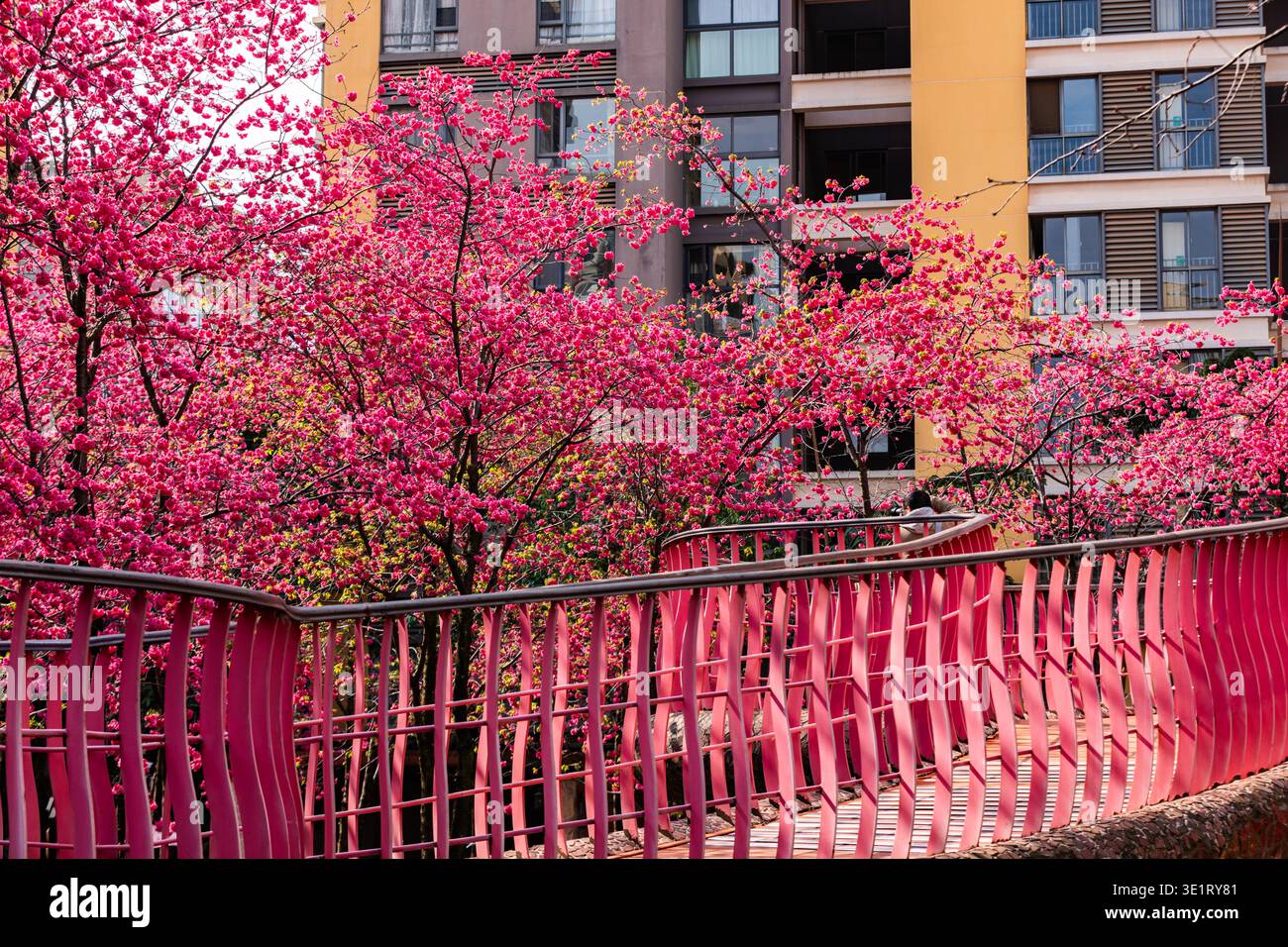 Residents admire blooming cherry blossoms in Kunming City, southwest ...