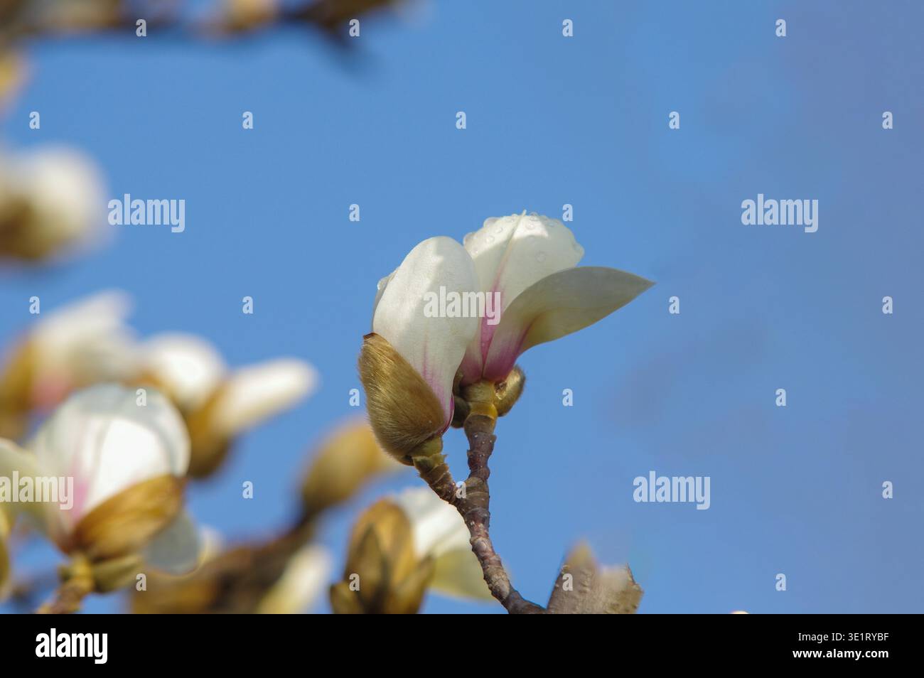 Dewdrops glisten on spring flowers in Handan City, north China's Hebei ...
