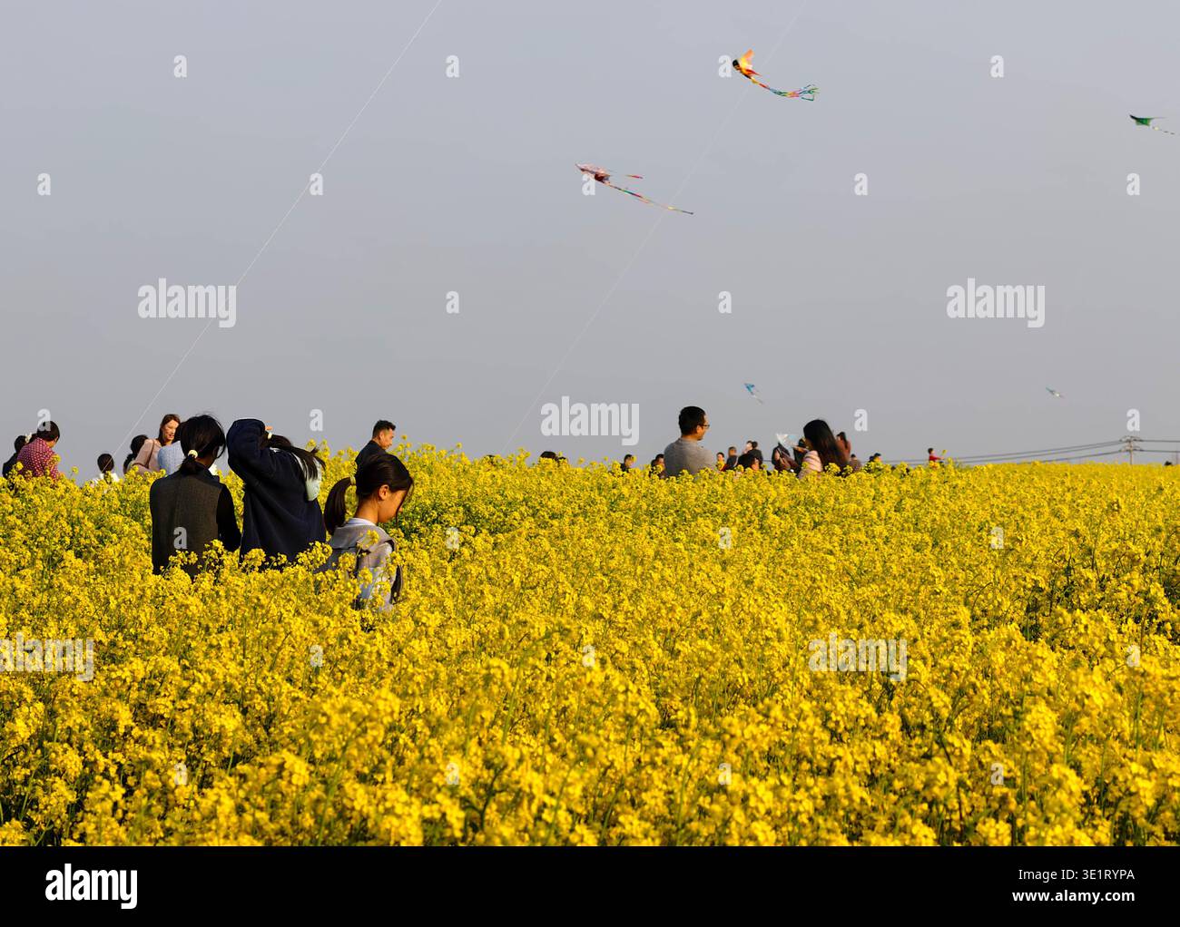 Tourists visit rapeseed flower fields in full bloom in Lu'an City, east ...