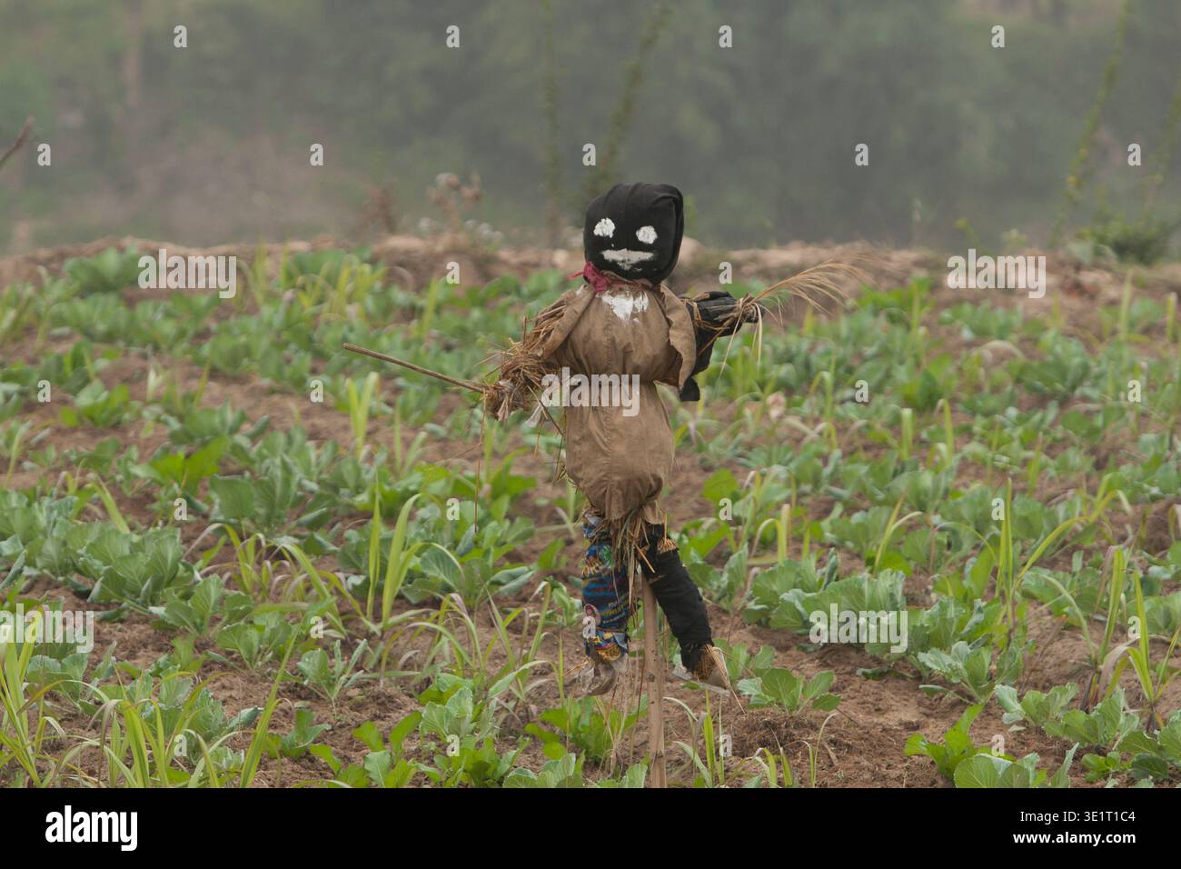 Scarecrow in a mixed crop patch in Panchari, Khagrachari, Chittagong ...