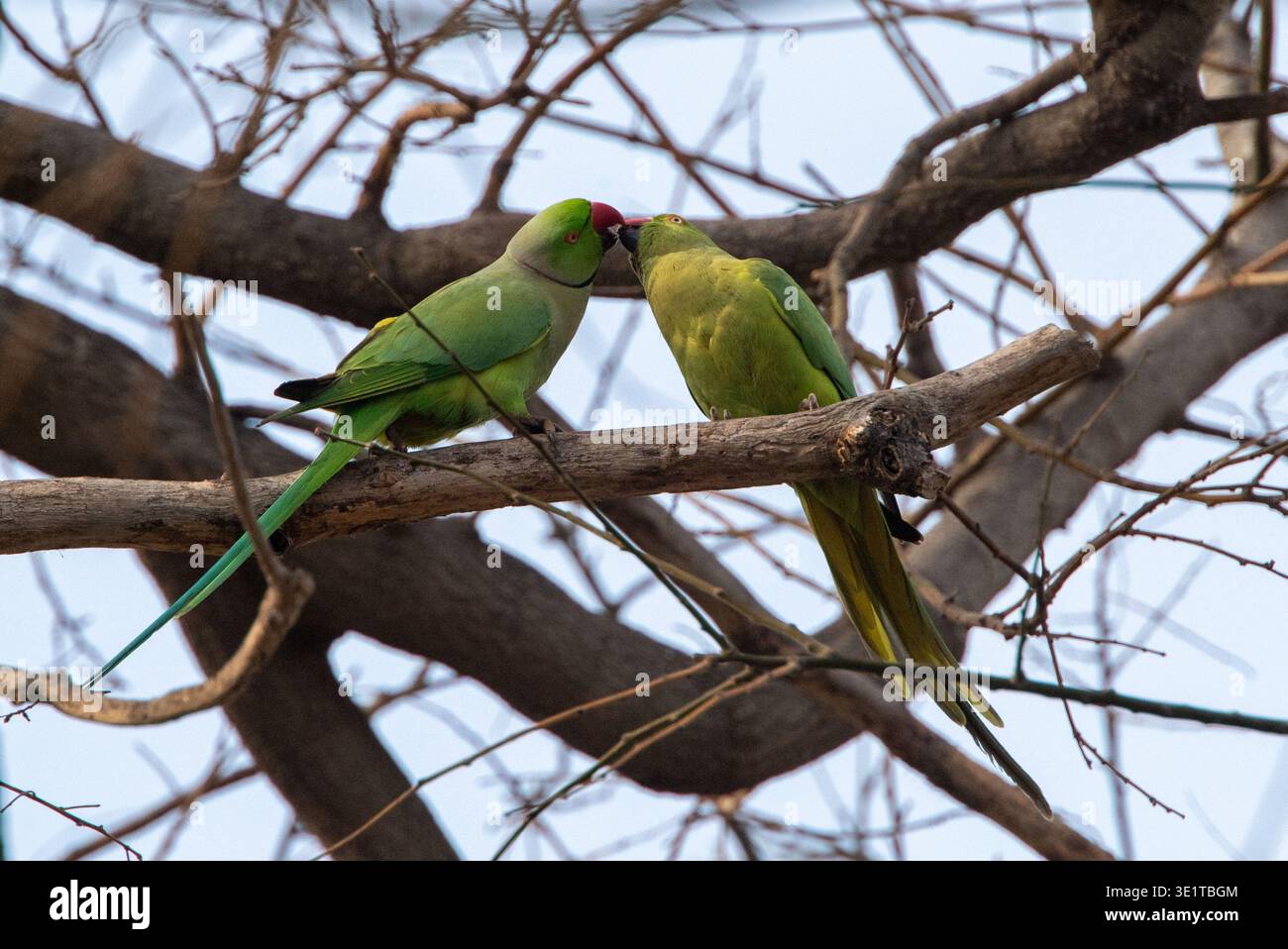 Baku, Azerbaijan. 16th Mar, 2026. Rose-ringed parakeets perch on a tree ...