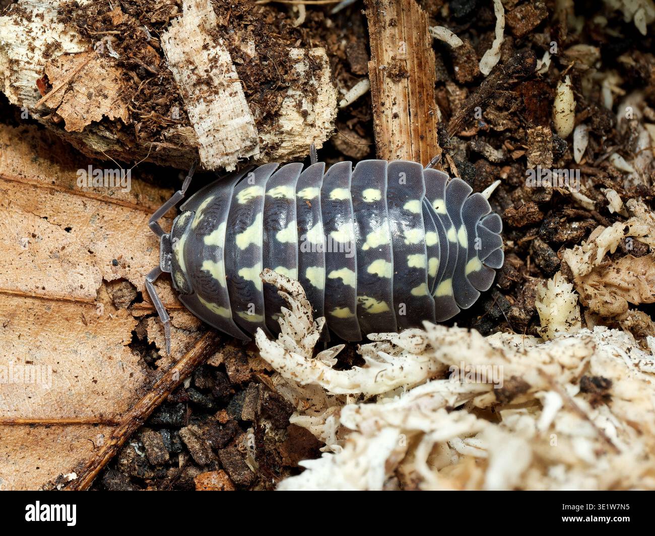 White morph isopod hi-res stock photography and images - Alamy